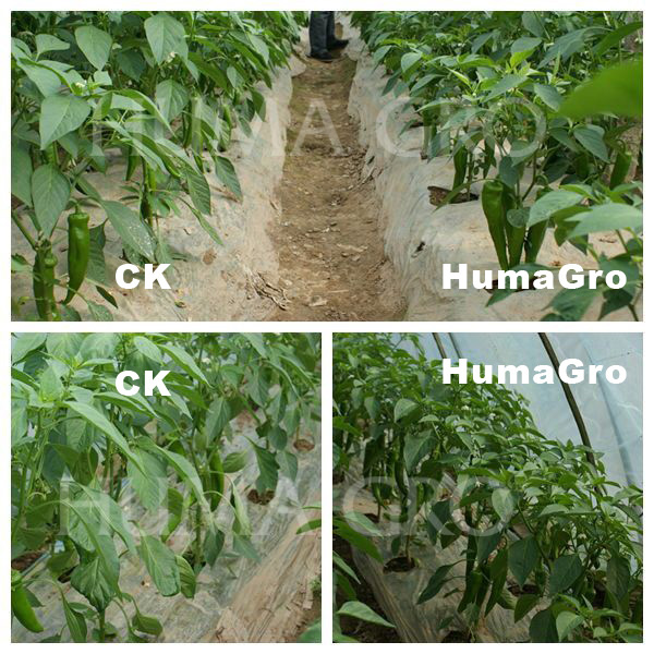 Image Gallery - Huma Gro®