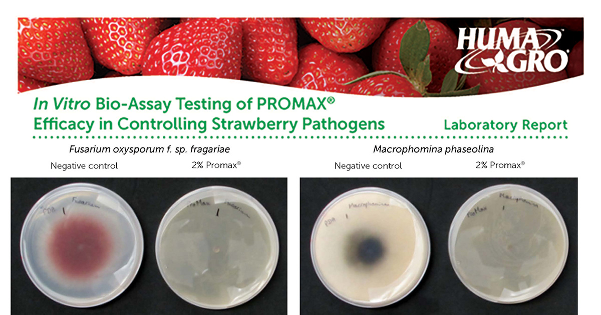 Promax® Efficacy in Controlling Strawberry Pathogens - Huma Gro®