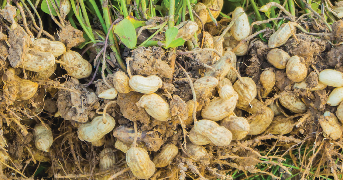 Huma Gro® Program Increases Peanut Yield Under Severe Conditions - Huma Gro®