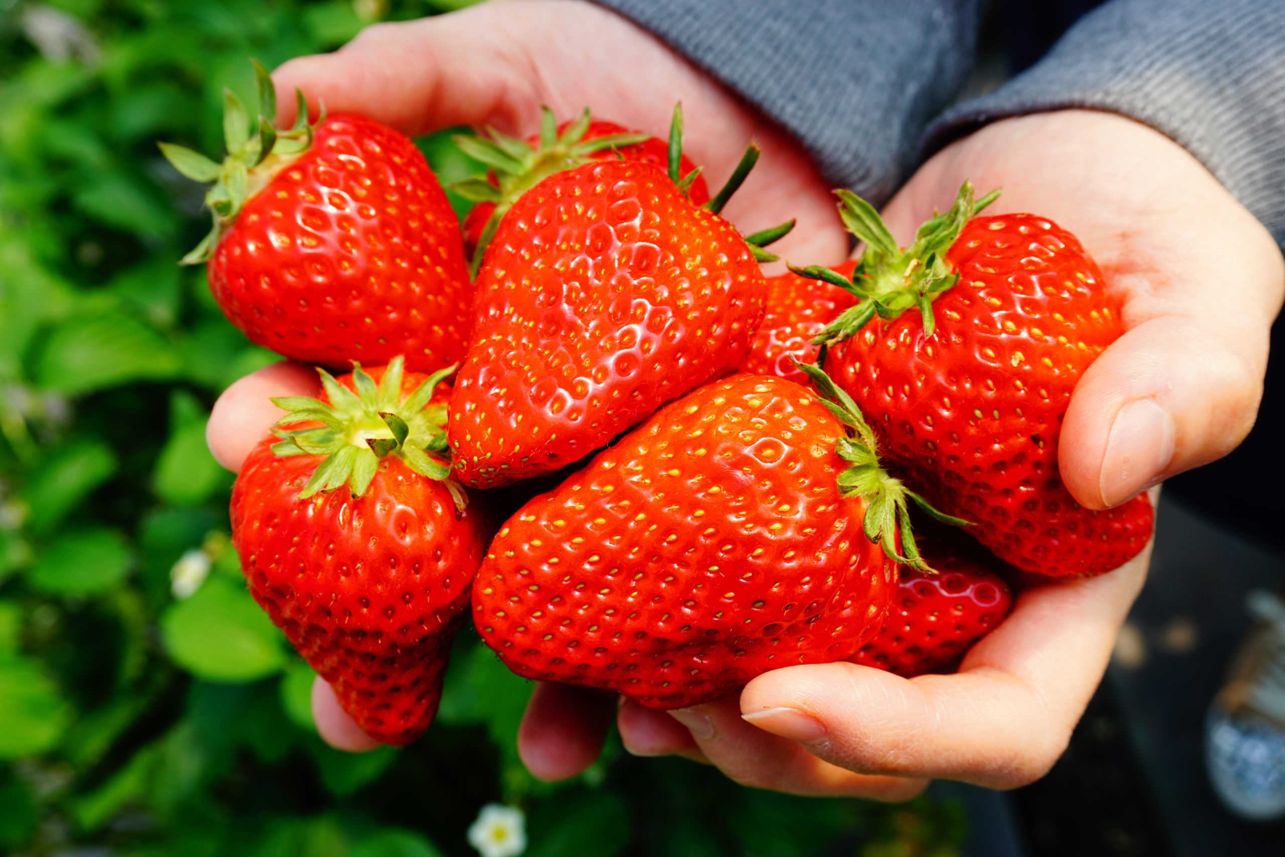 Univ. of Calif.: Huma Gro® Increases Strawberry Yields 30% - Huma Gro®