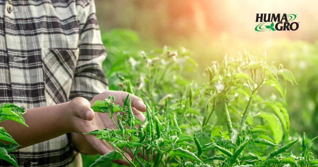 Ensayo de campo: Promax® y Zap® reducen los nematodos y aumentan el ...